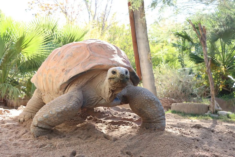 Reid Park Zoo inviting bids for design services | blooloop