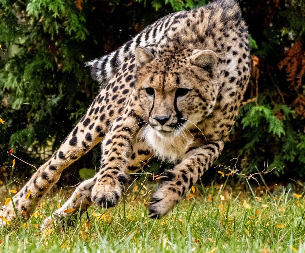 Toronto Zoo inviting bids for 2027 campus plan project | blooloop