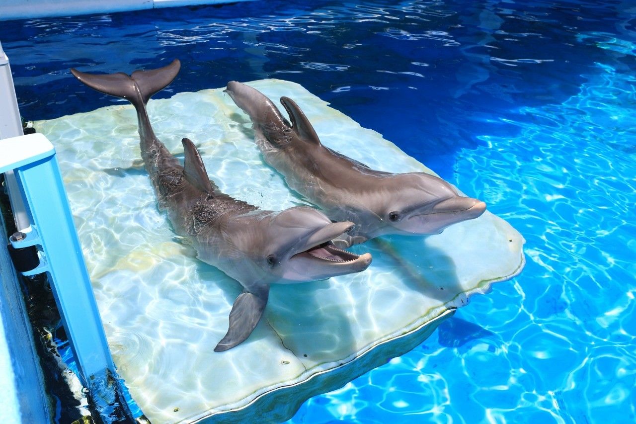 A Winter’s Tail: The Dolphin That Saved Clearwater Marine Aquarium Blooloop