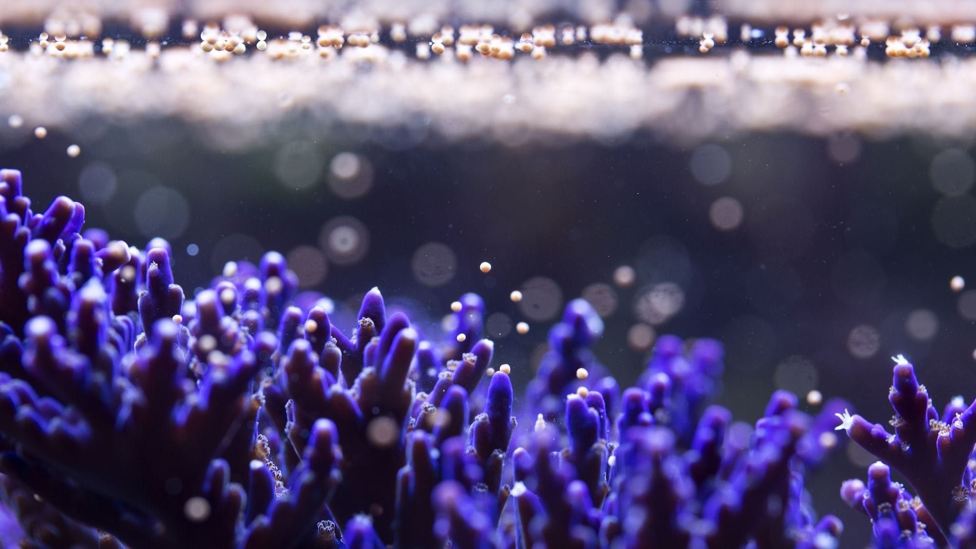 Coral Breeding Success at the Horniman Museum and Aquarium