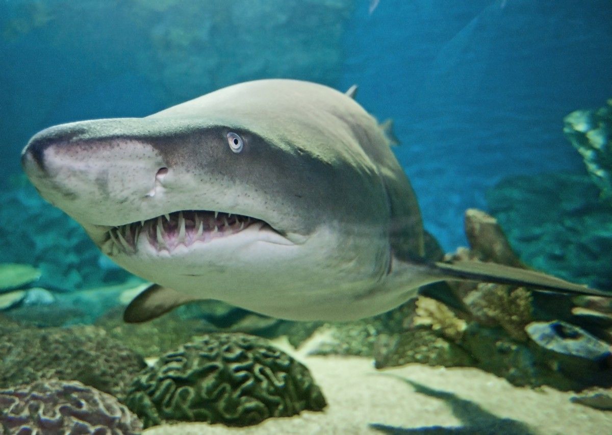 Shark Mystique Aquarium Opens at Ocean Park, Hong Kong Blooloop
