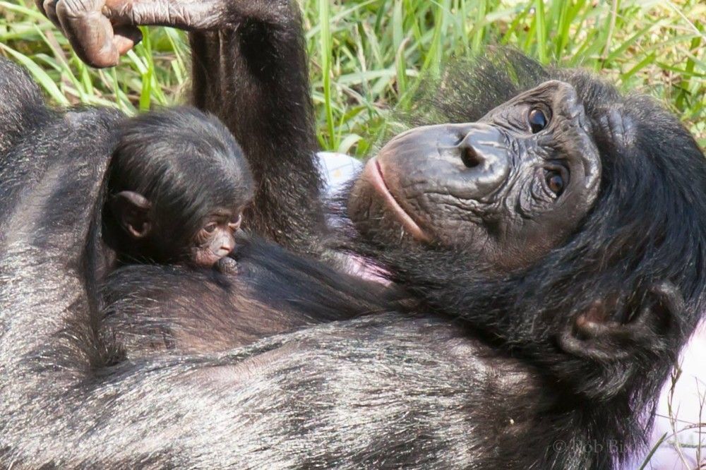 Record Attendance and Bonobo Baby for Jacksonville Zoo and Gardens Blooloop