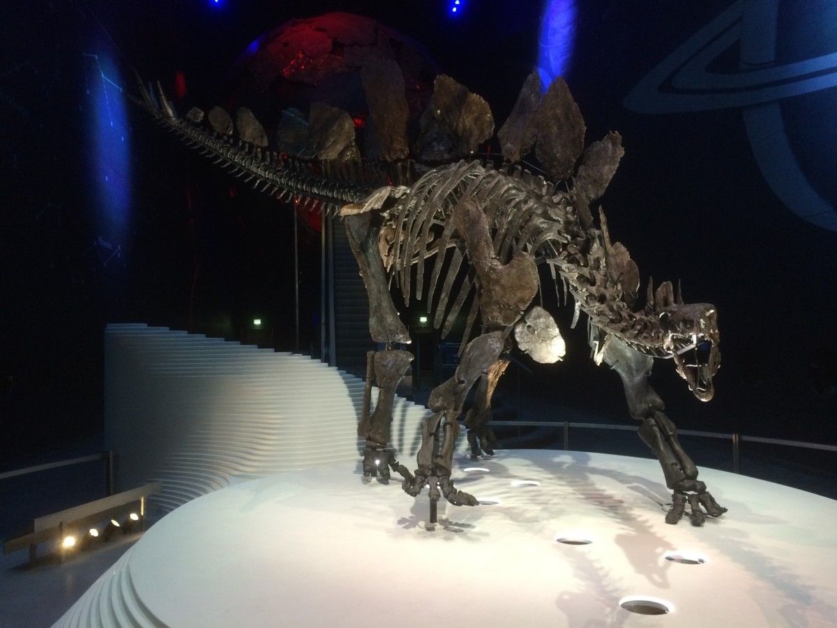 Paragon Creative Creates Display for Natural History Museum’s new ...