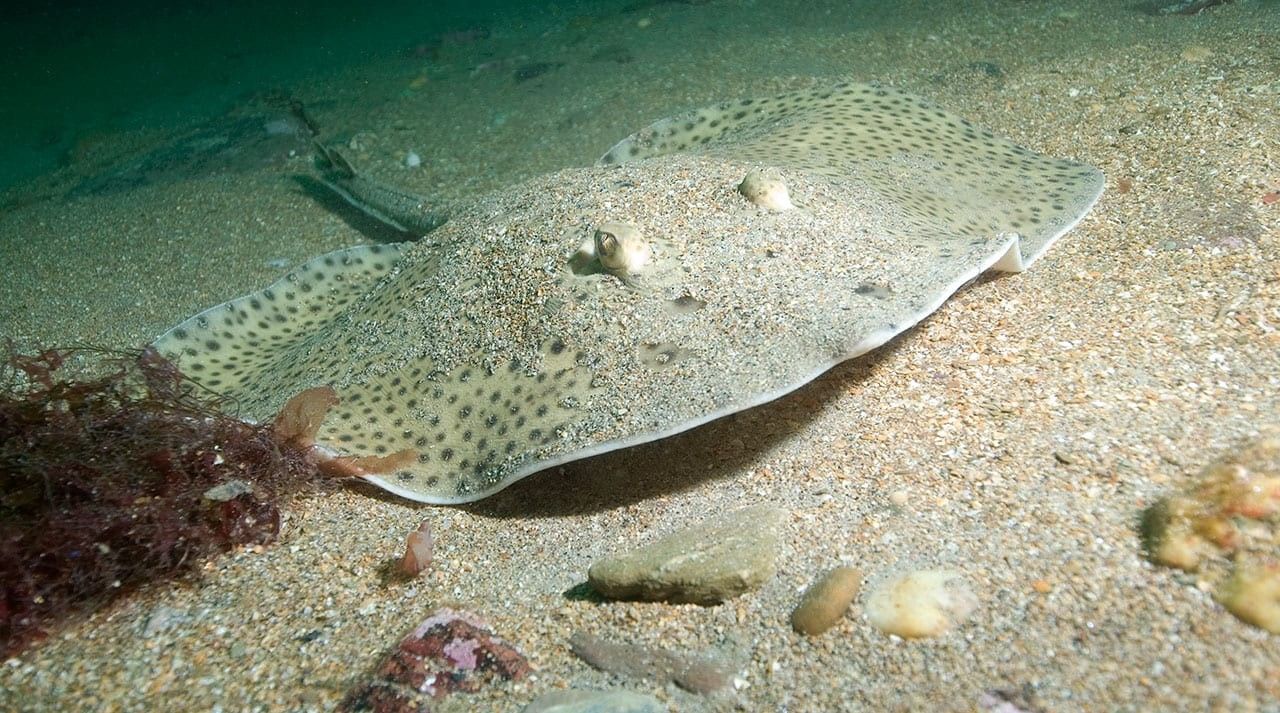 The Shark Trust's Dynamic Strategy for Protecting the Ocean's Sharks ...