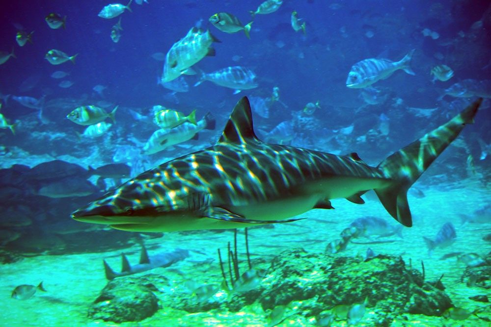 The Shark Trust's Dynamic Strategy for Protecting the Ocean's Sharks ...