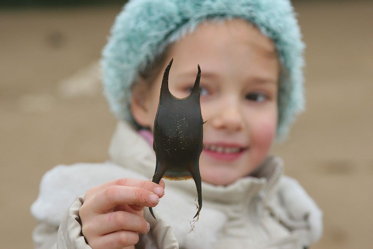 The Shark Trust's Dynamic Strategy for Protecting the Ocean's Sharks ...