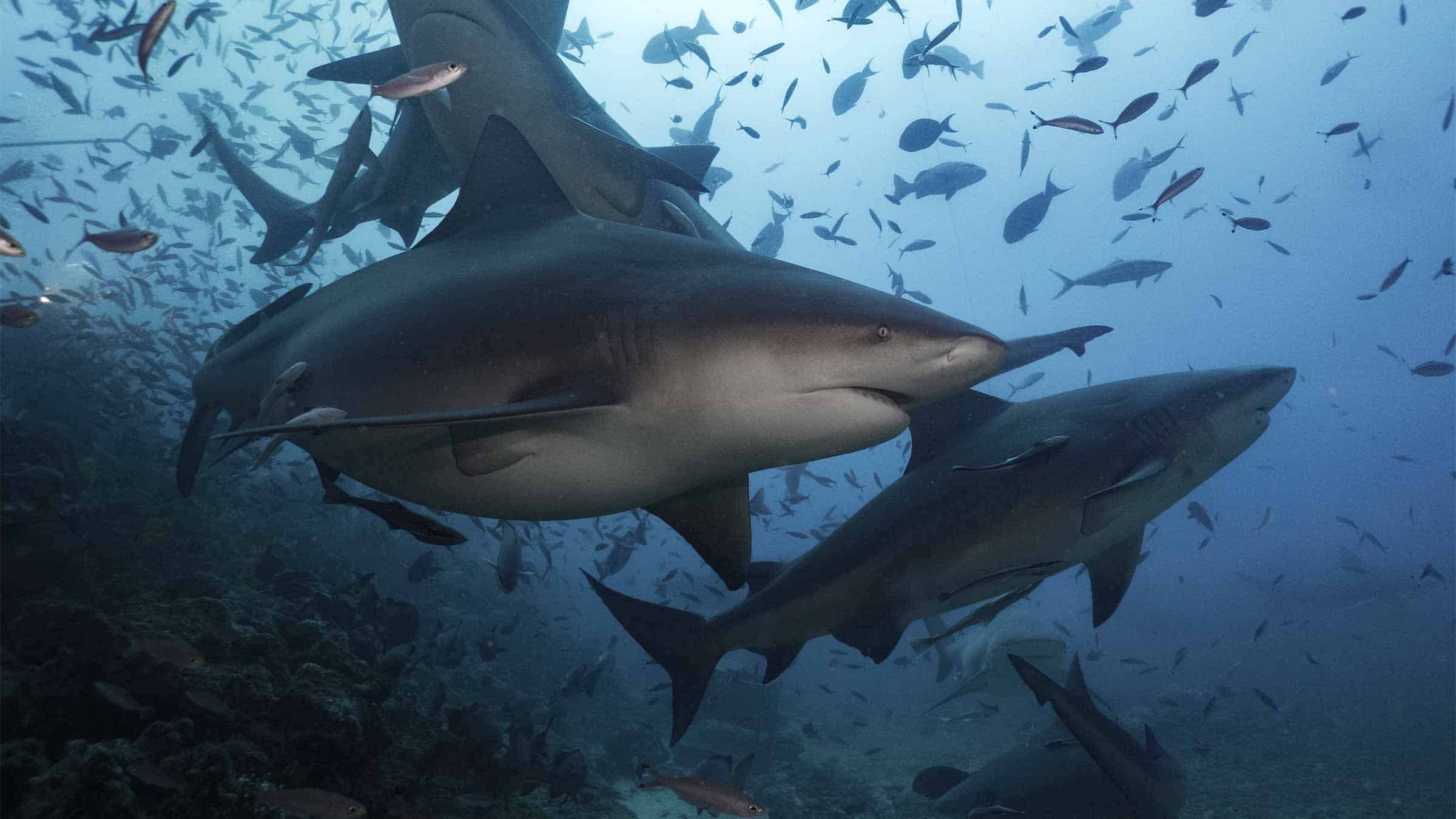 The Shark Trust Conservation Marine Sharks Skates and Rays | blooloop
