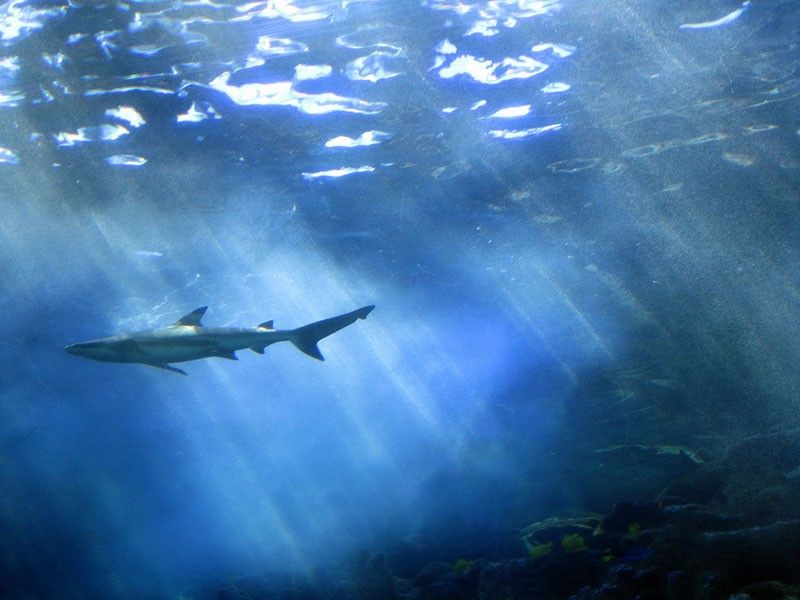The Shark Trust's Dynamic Strategy for Protecting the Ocean's Sharks ...