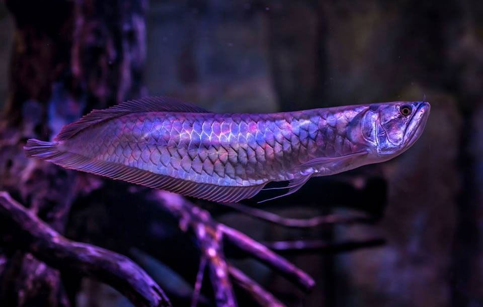 ViaPort Rotterdam's VIA Aquarium plans to expand | blooloop