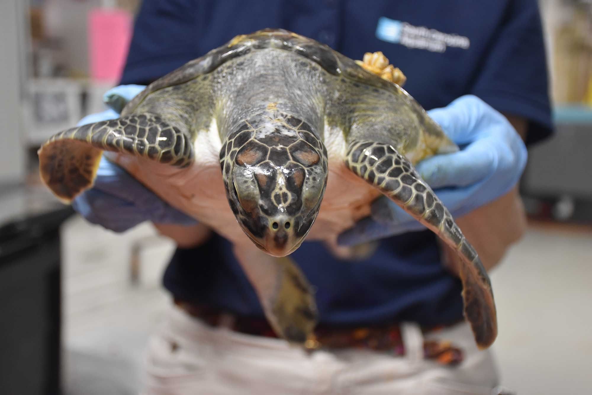 Sea Turtles and the SCA's Sea Turtle Care Centre | blooloop