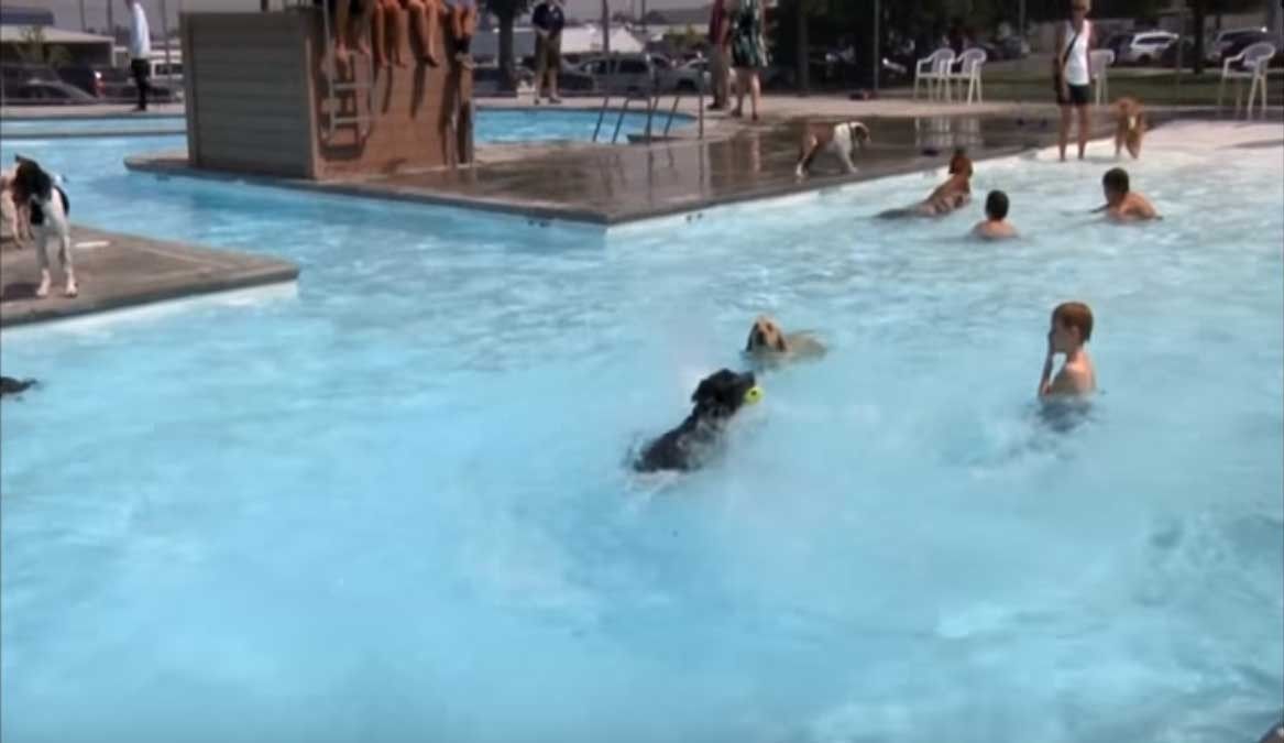 Montana waterpark let's the dogs in for the last day of season | blooloop