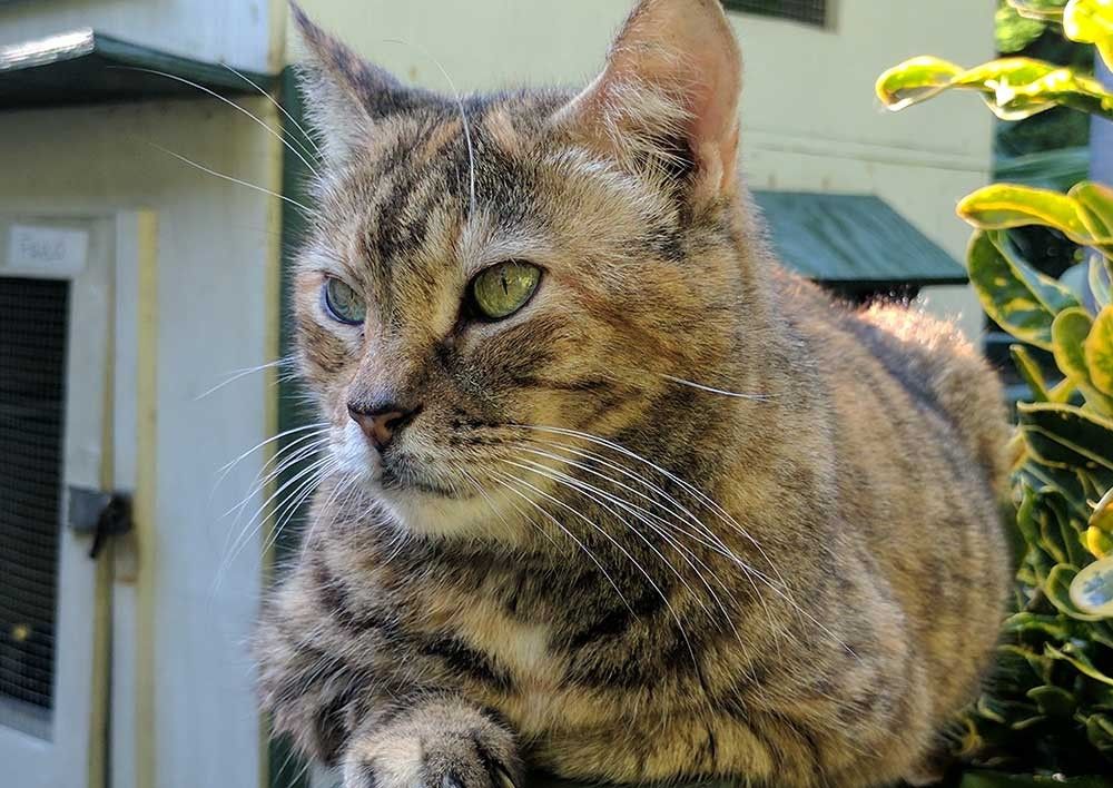 Hemingway Museum's six-toed cats purr-fectly fine after Irma | blooloop