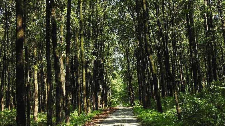 Night safari, city forests and zoo for Amaravati, India | blooloop