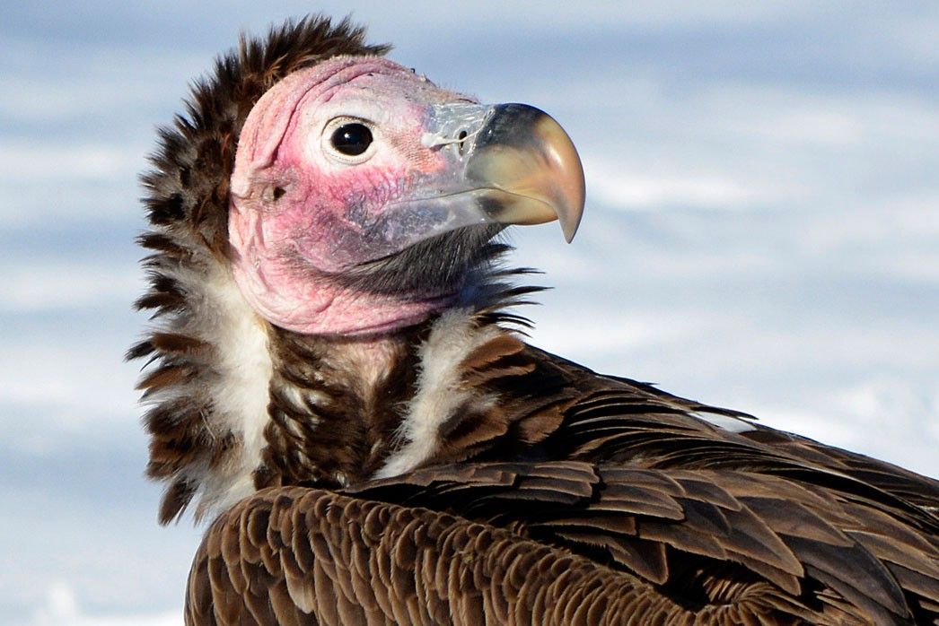 Lappet Faced Vulture Face