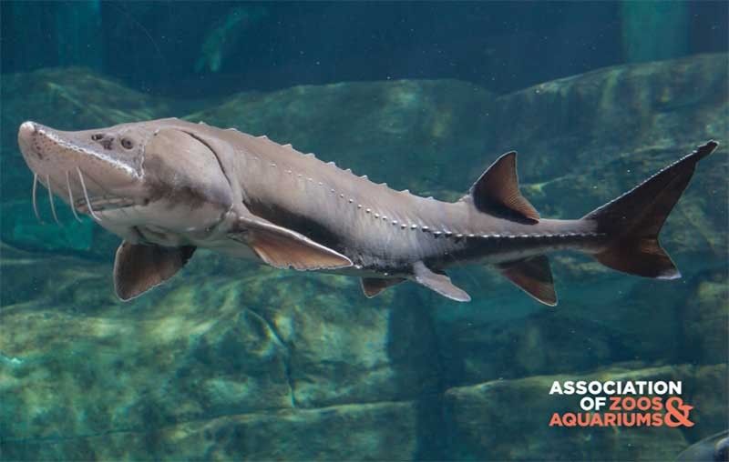 AZA-accredited facilities remain committed to conservation | blooloop