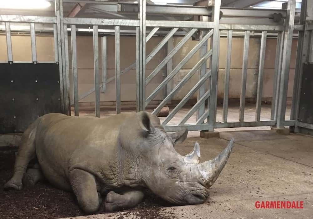 Specialist Zoo Engineering Blooloop