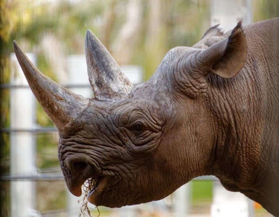 Twycross Zoo | Sharon Redrobe | One World Future | blooloop