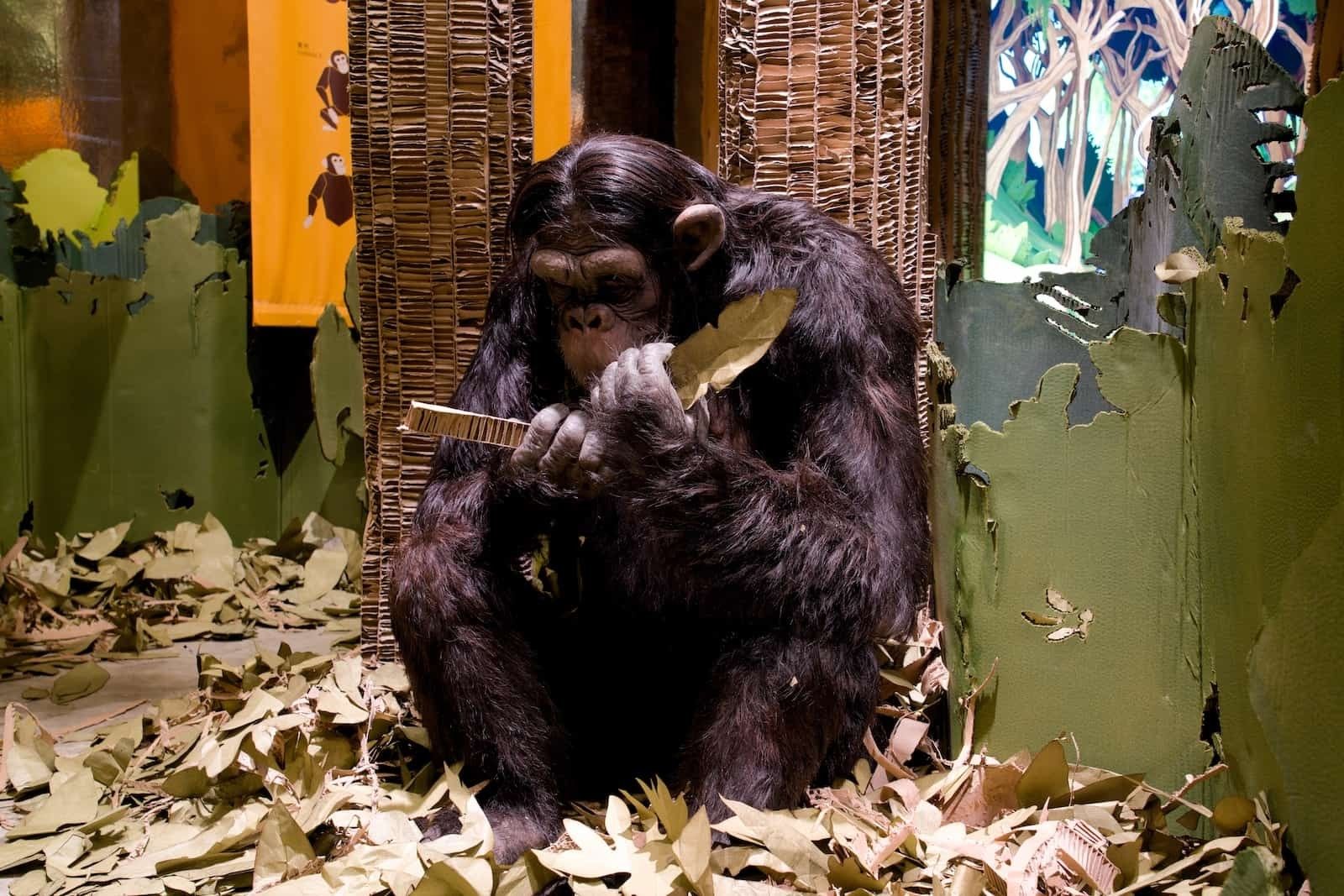 Themebuilders create life-size chimps for Jane Goodall exhibit | blooloop