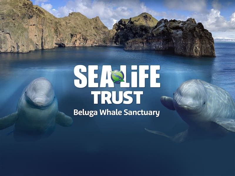 SEA LIFE Trust: Beluga Whales ready for new sanctuary home | blooloop