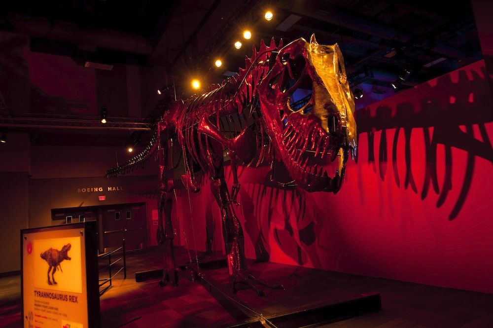 Travelling exhibitions | bodies and dinosaurs | Tom Zaller | blooloop