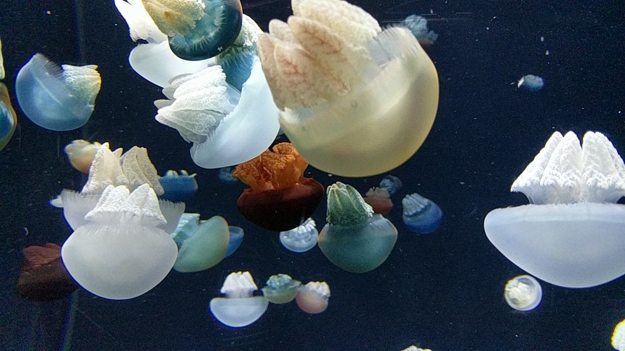 AZA | funding for endangered species | 2020 Honors & Awards | blooloop