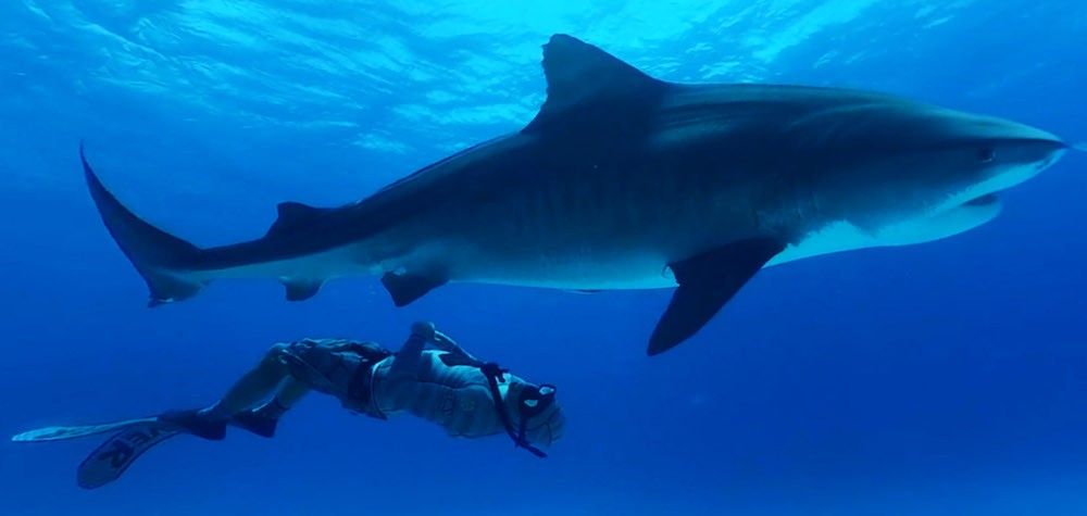 Immotion | Immersive VR for zoos + aquariums | blooloop