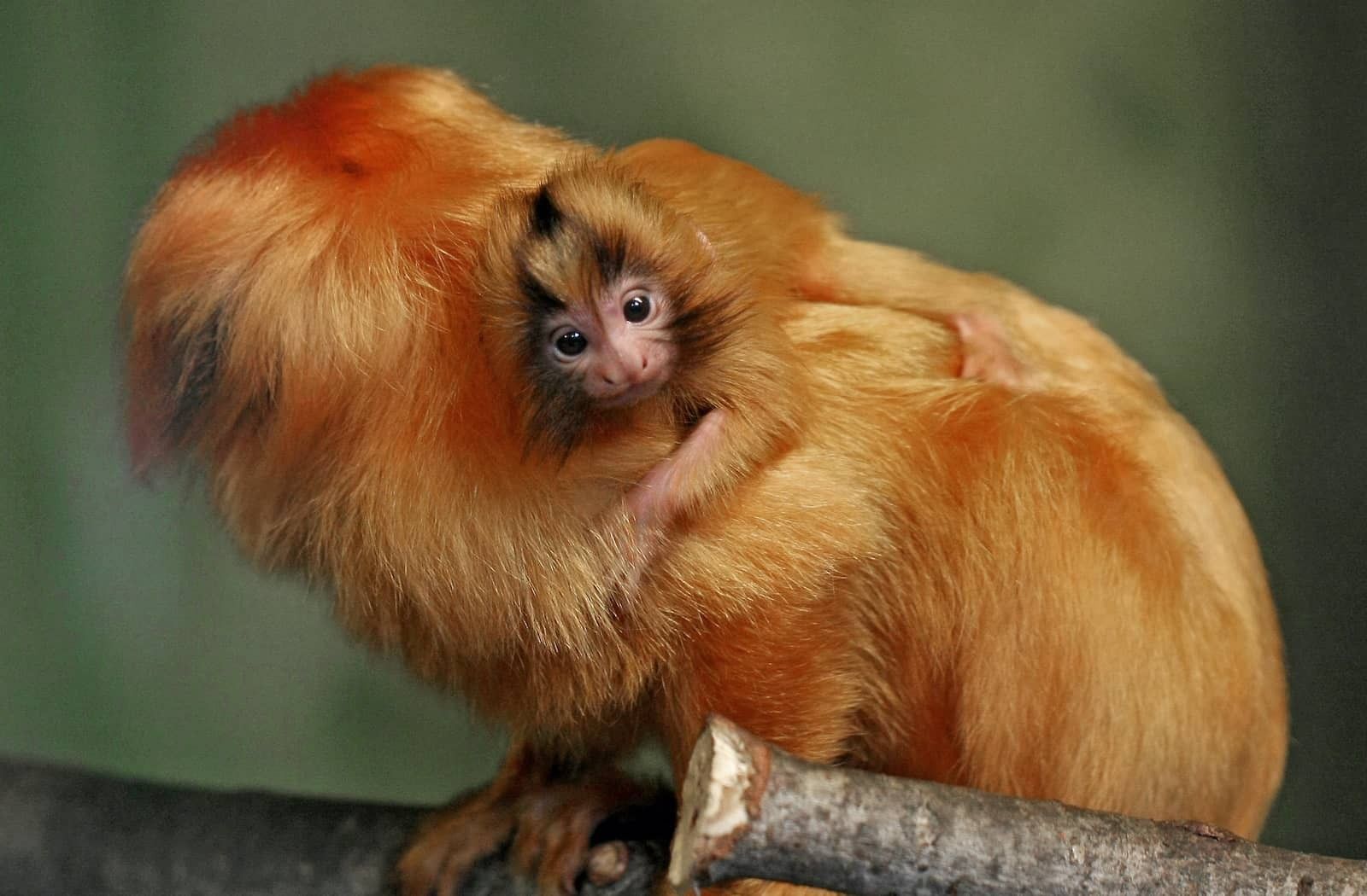 Kansas City Zoological Park