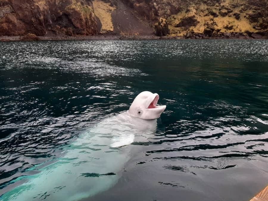 Beluga whale sanctuary | SEA LIFE Trust's conservation project | blooloop
