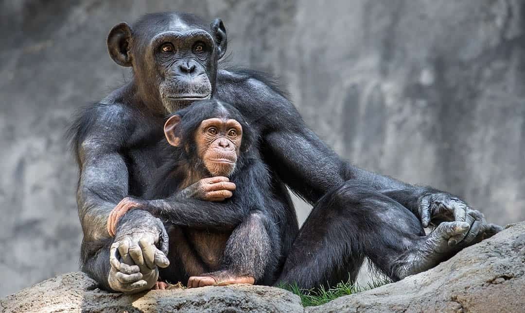 LA Zoo launches ambitious 5-year conservation plan | blooloop