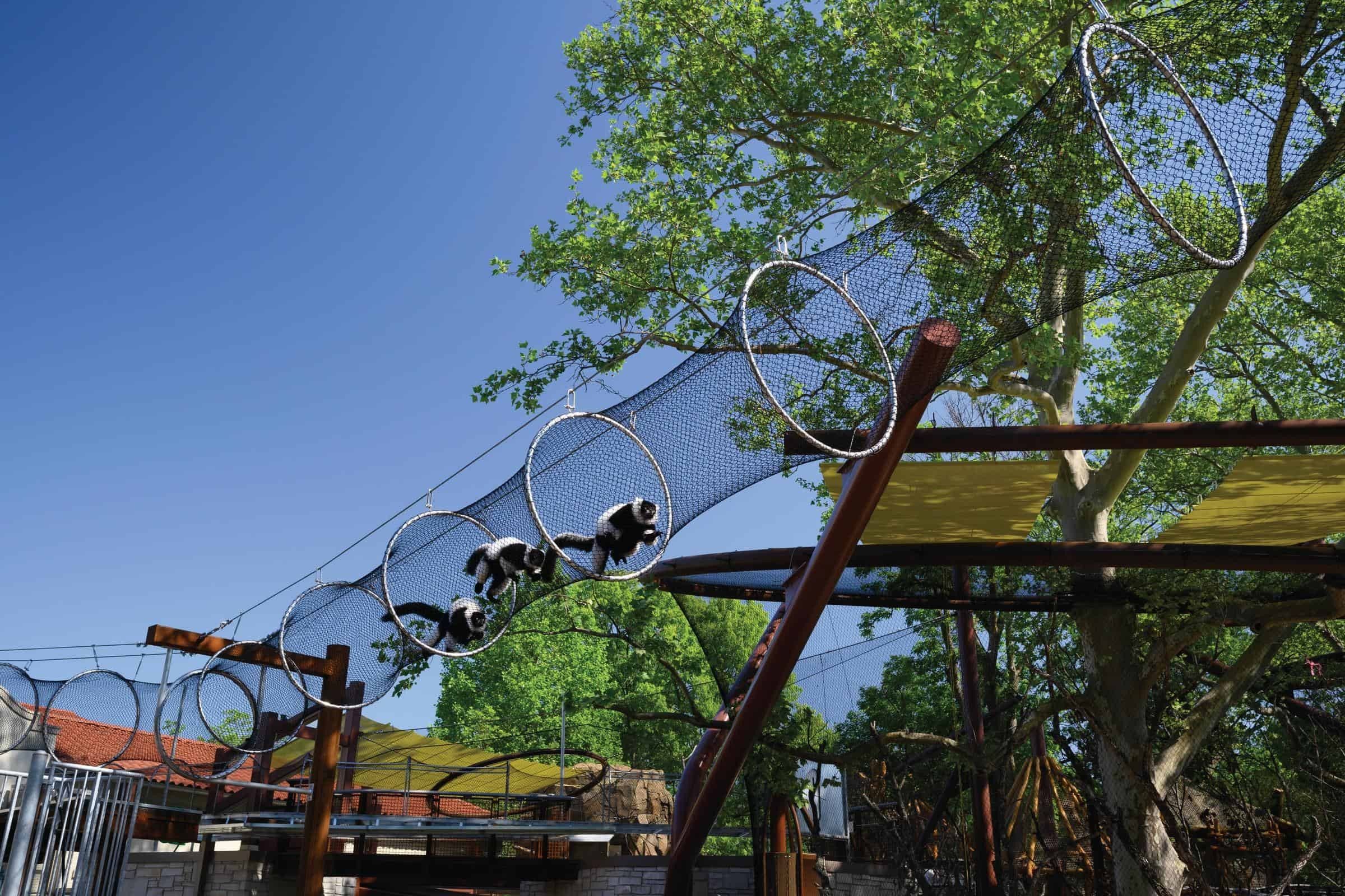 Saint Louis Zoo opens £13m Primate Canopy Trails expansion | blooloop