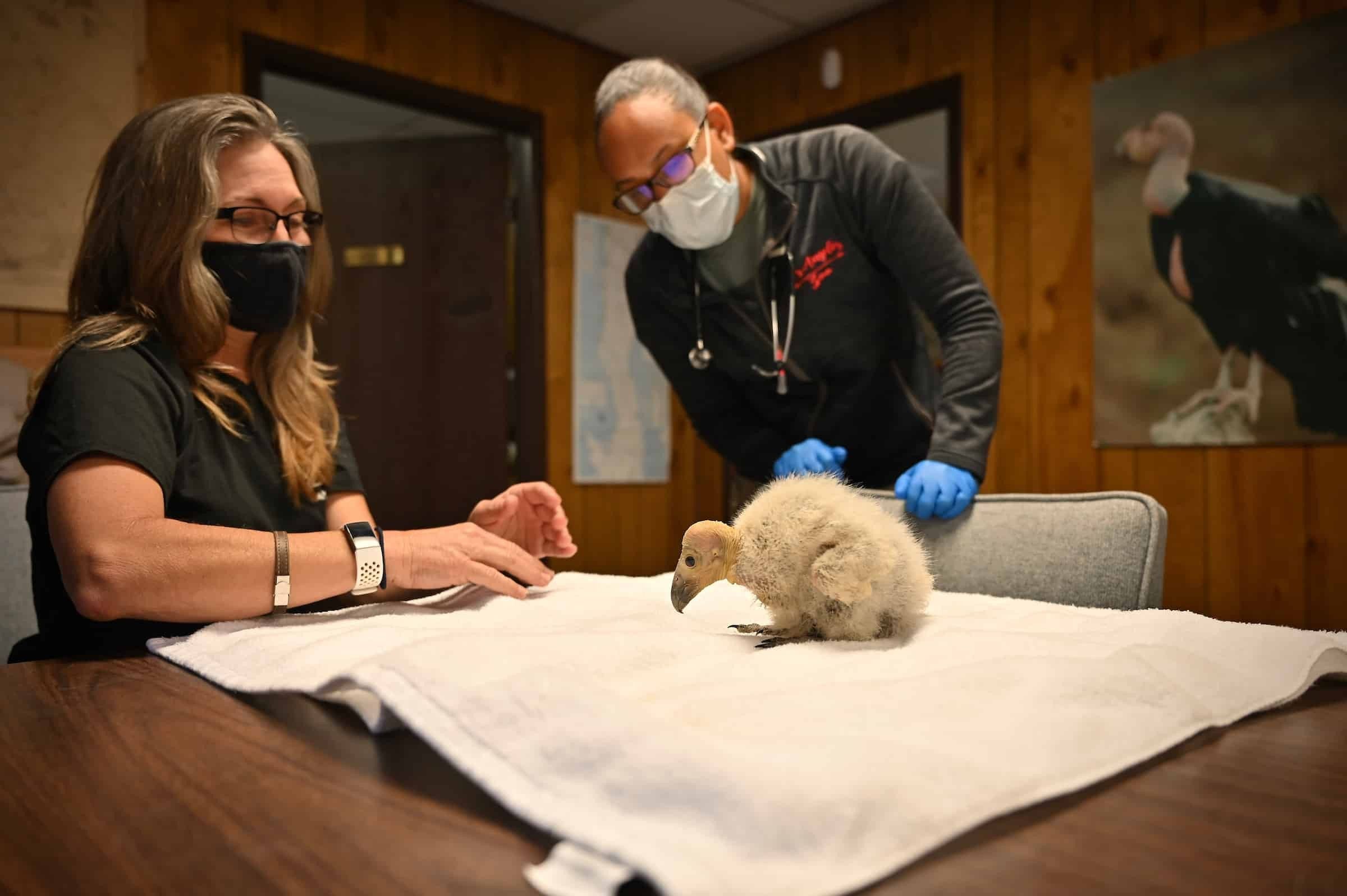 Los Angeles Zoo | interview with Denise Verret | blooloop