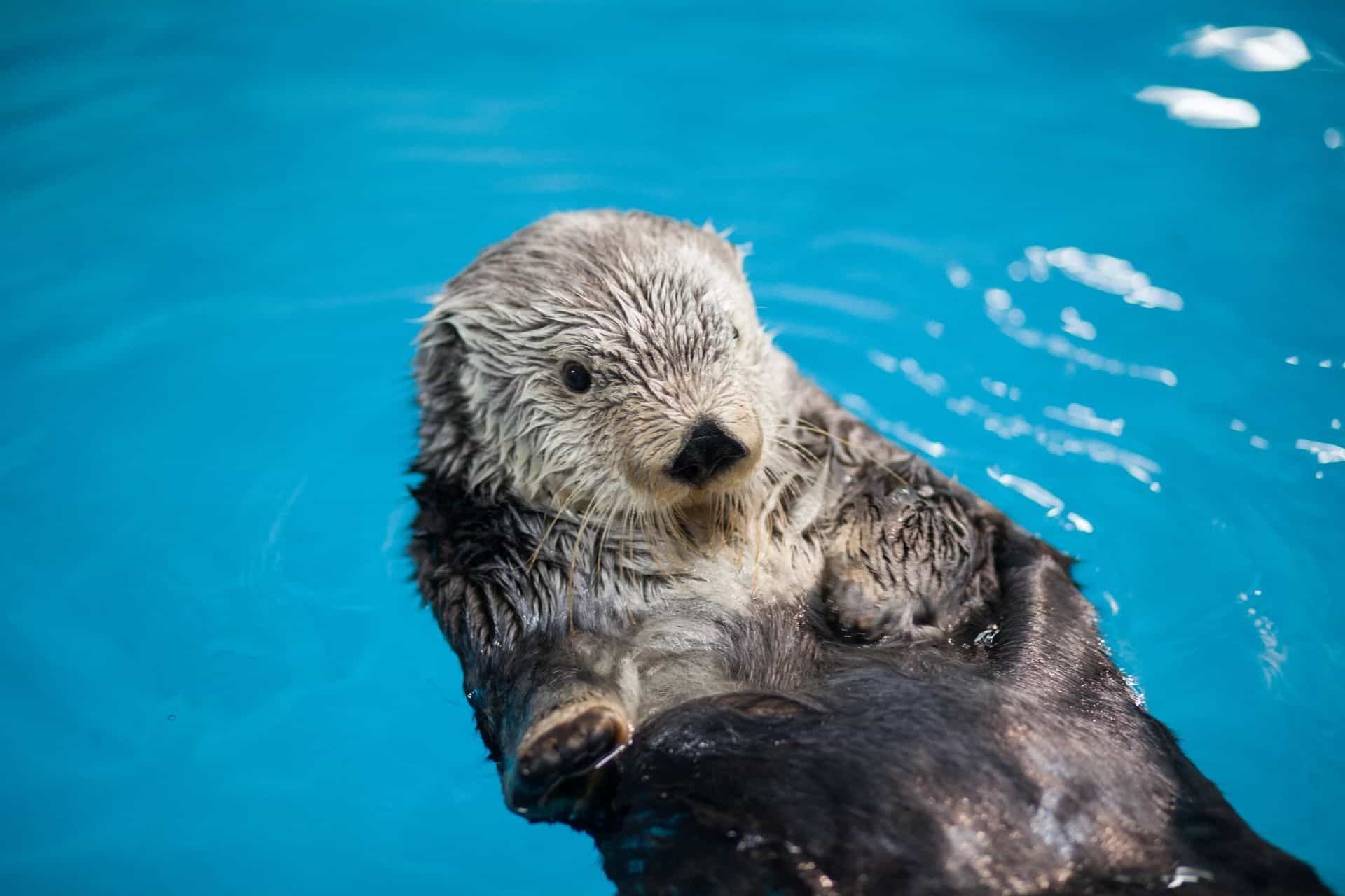 Top zoos and aquariums US | 17 of the best | blooloop