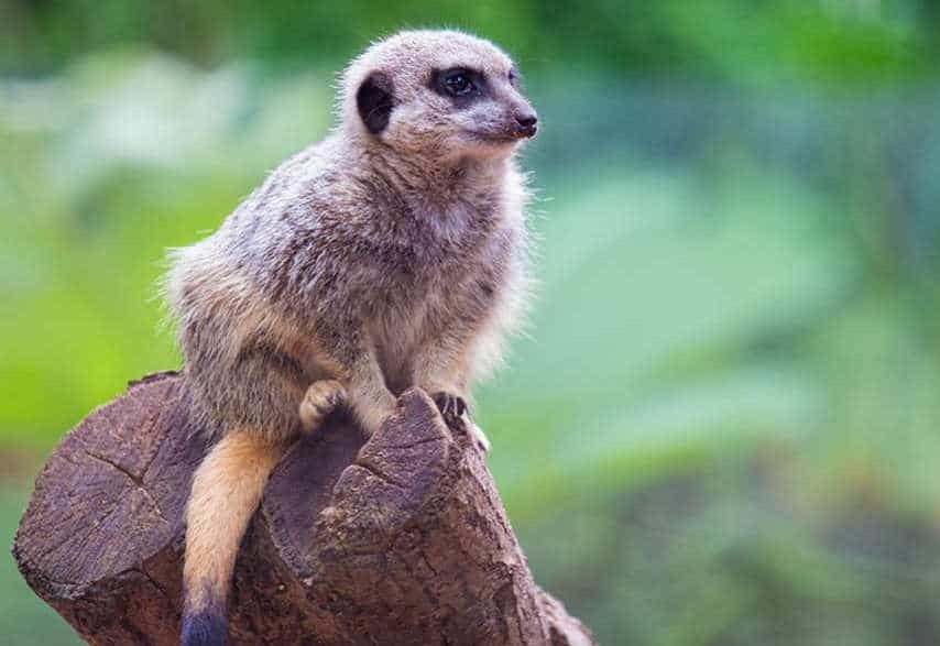 Bristol Zoo News at Christopher Hannan blog