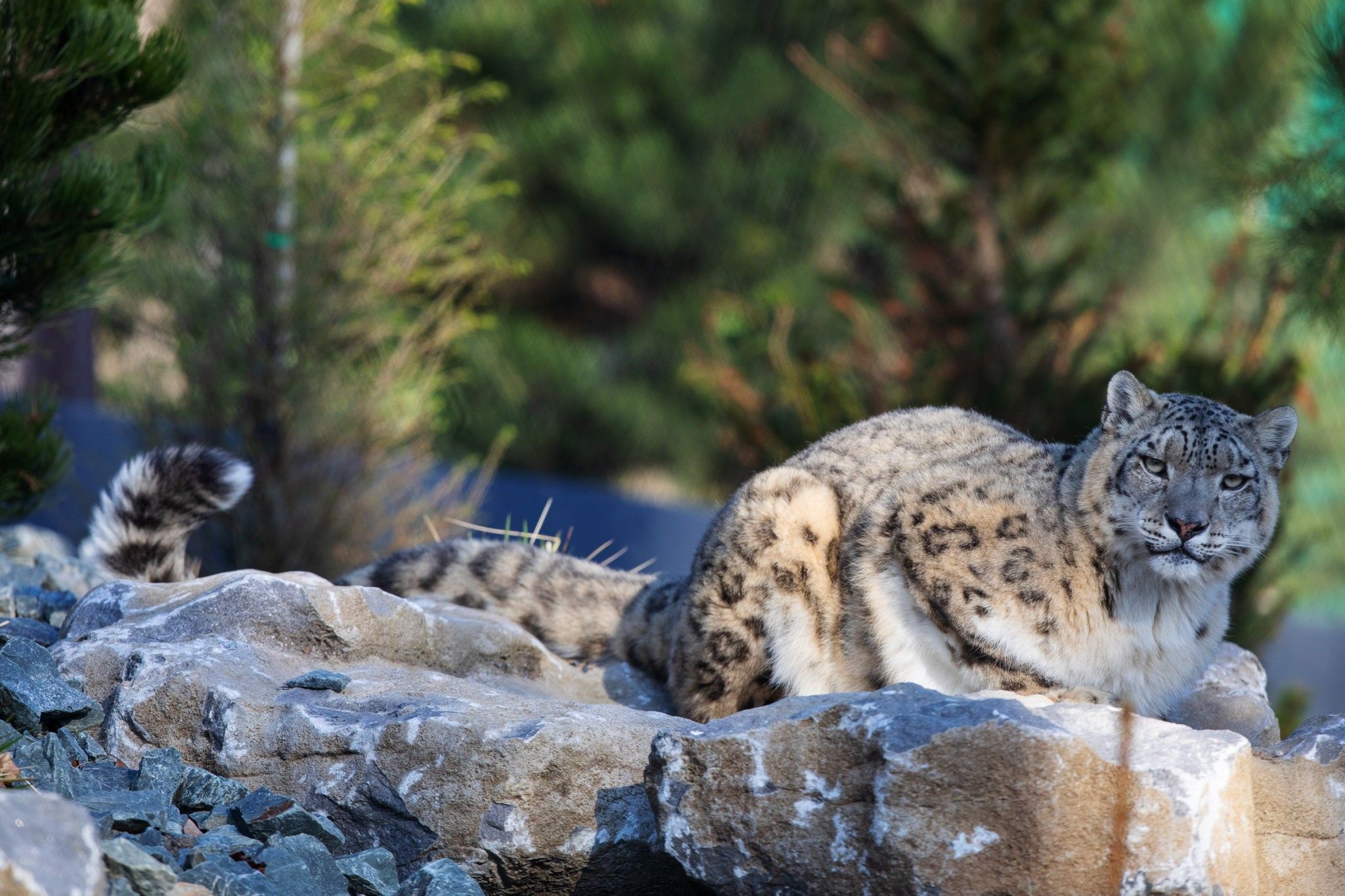 Dublin Zoo opens new habitat for red pandas and snow leopards | blooloop