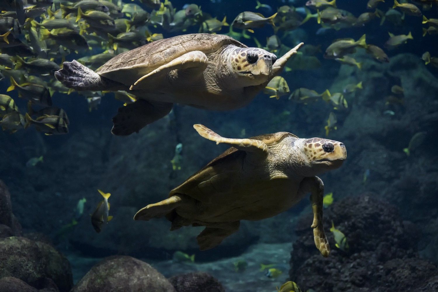 SeaWorld San Diego reopens upgraded sea turtle habitat | blooloop
