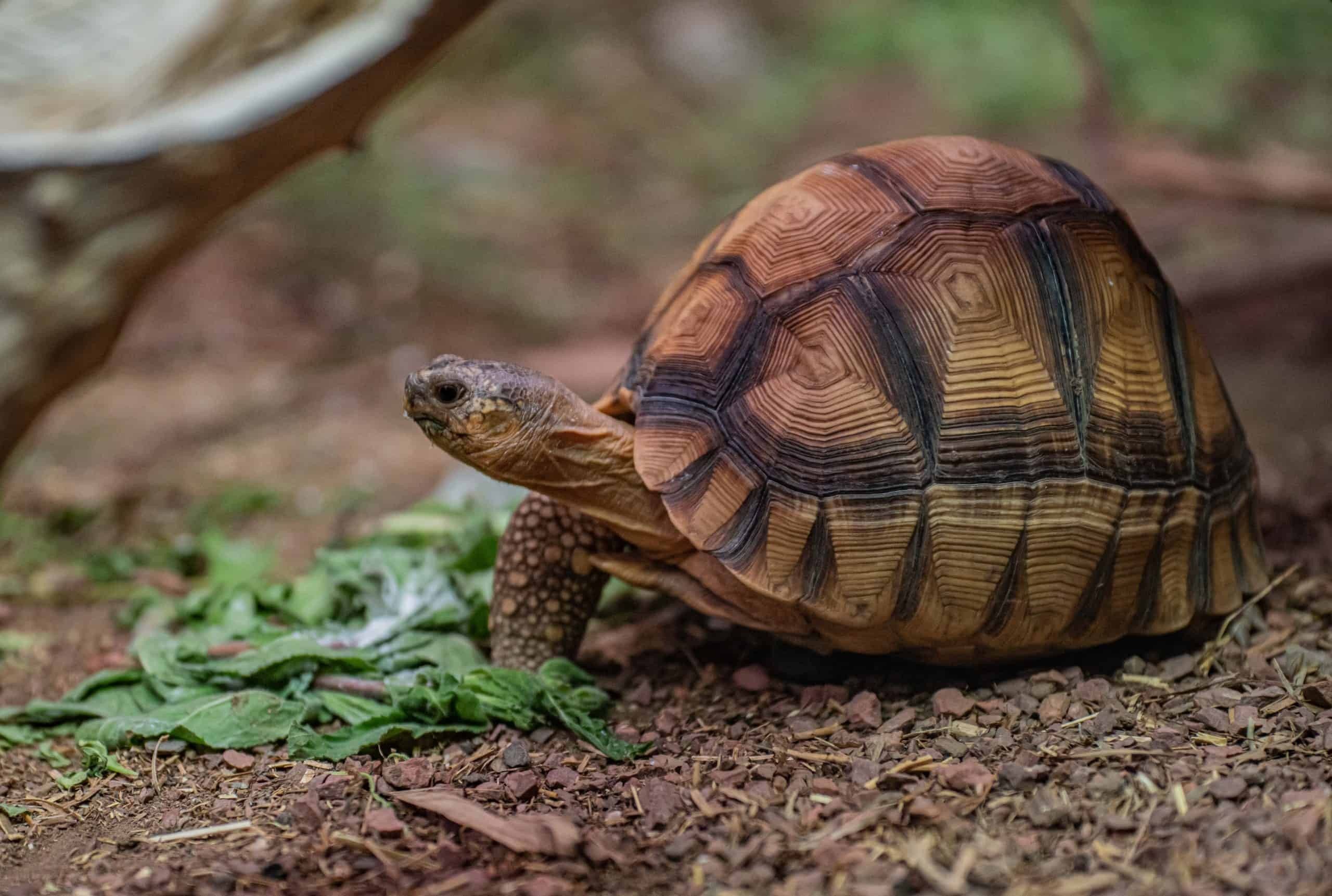 Chester Zoo home to rare three-legged ploughshare tortoise | blooloop