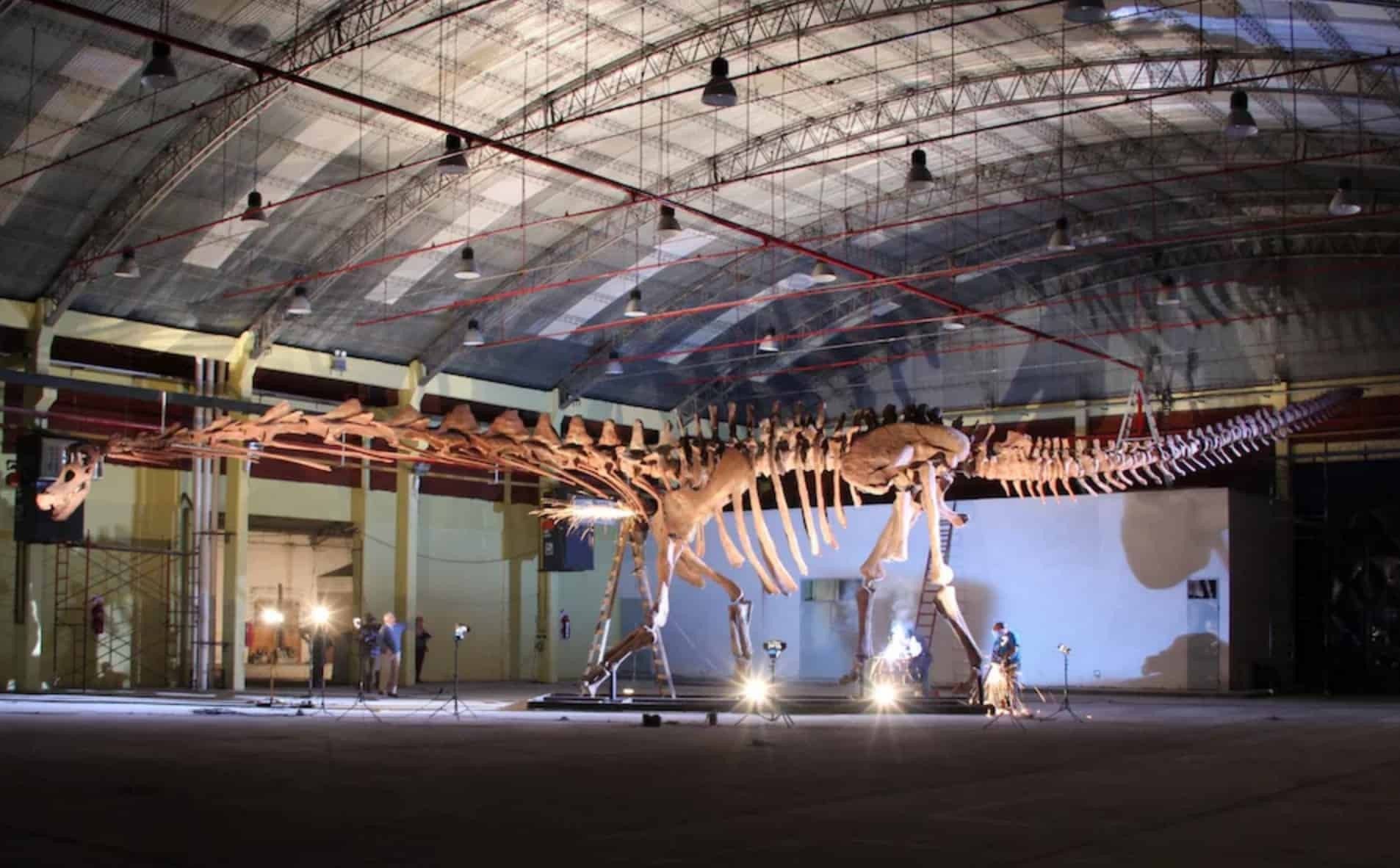 NHM to display enormous titanosaur cast | blooloop