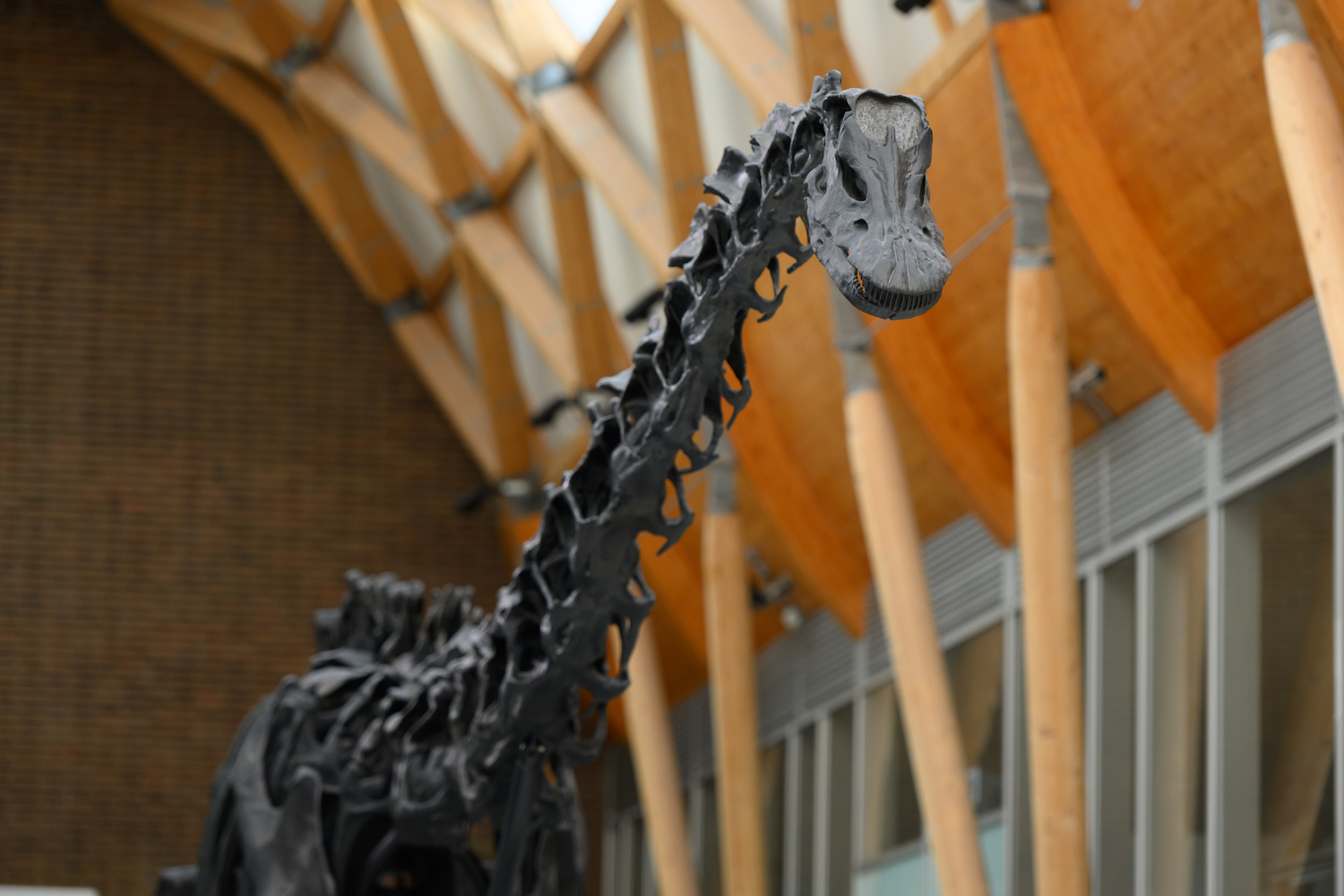 Dippy The Dinosaur Arrives In Coventry For New Residency Blooloop