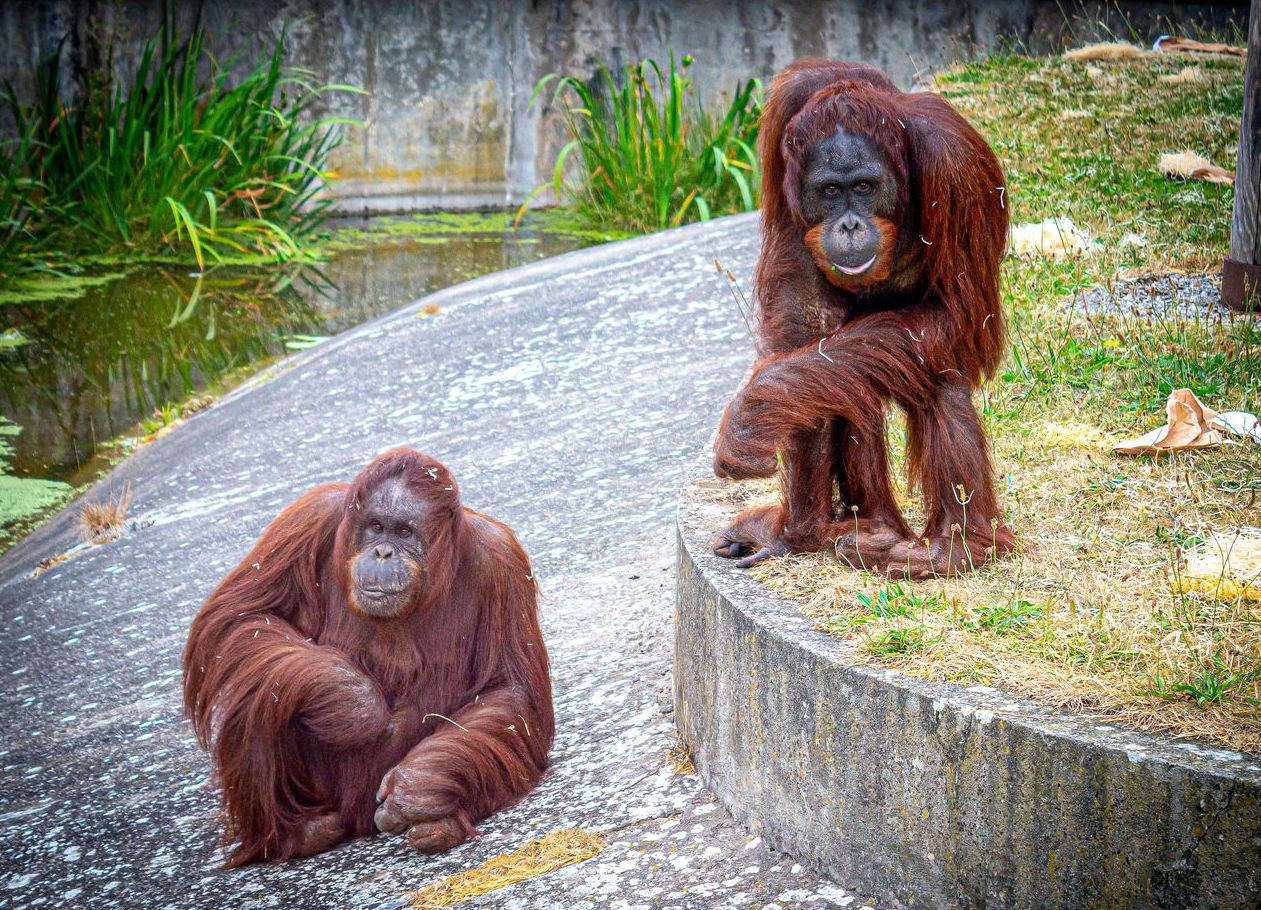 Blackpool Zoo Announces Sustainable Palm Oil Campaign Blooloop