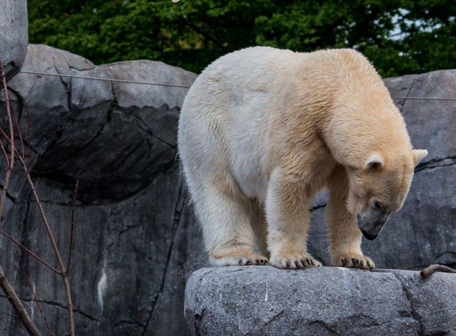 Born Free calls for ban on keeping polar bears in zoos | blooloop