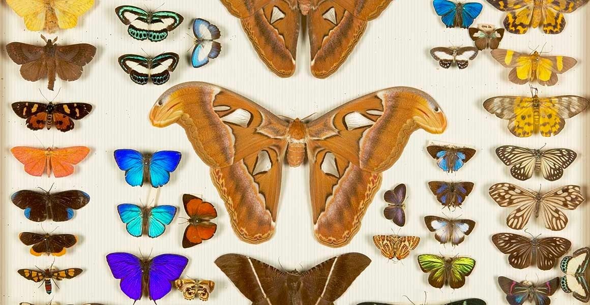 Global natural history museums hold 1.1 billion objects | blooloop