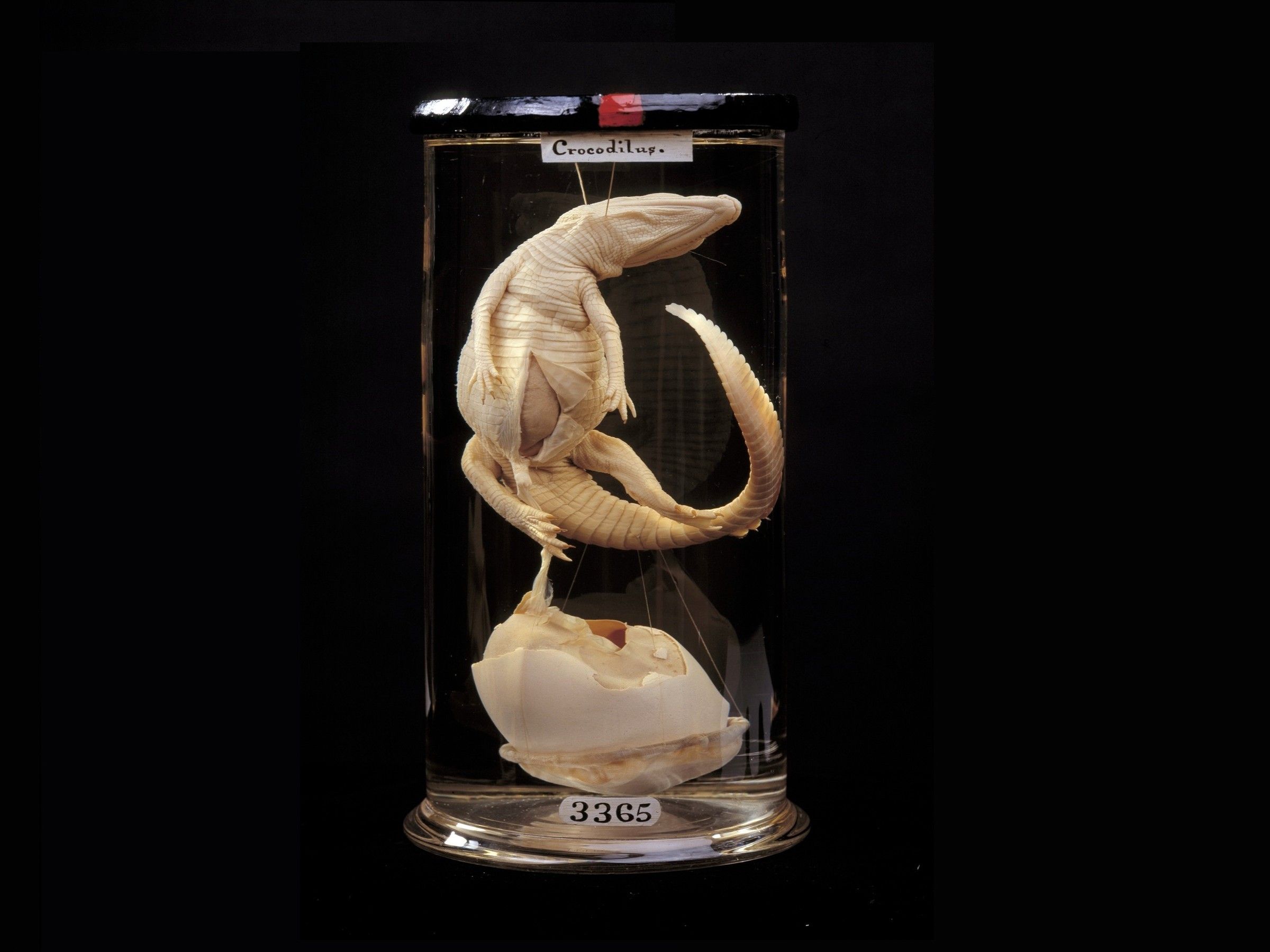 London's Hunterian Museum reopens after six years | blooloop