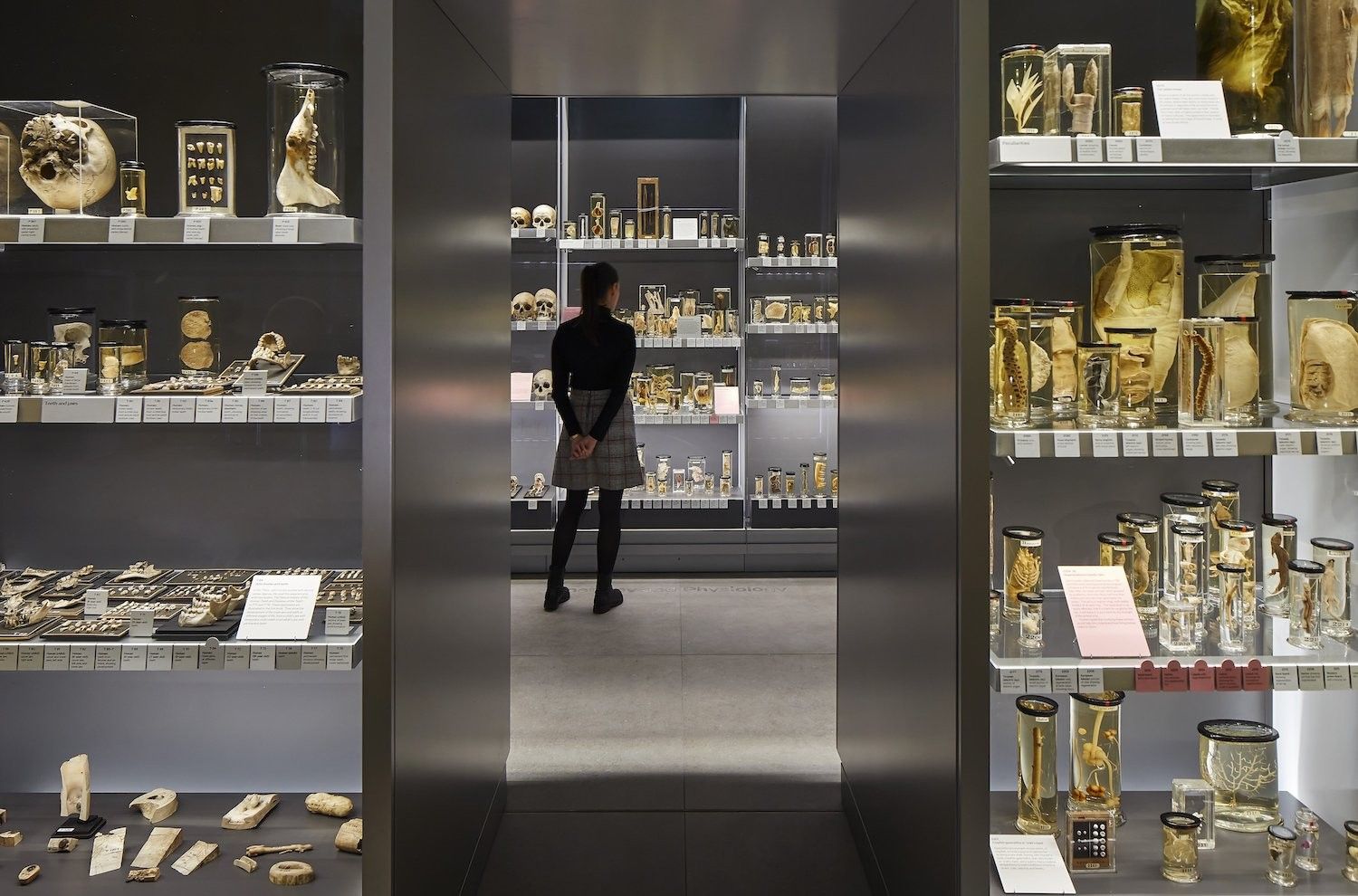 London's Hunterian Museum reopens after six years | blooloop