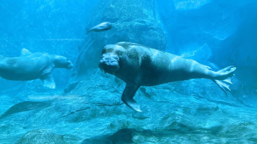 SeaWorld rescue centre adds marine animal ambulances | blooloop