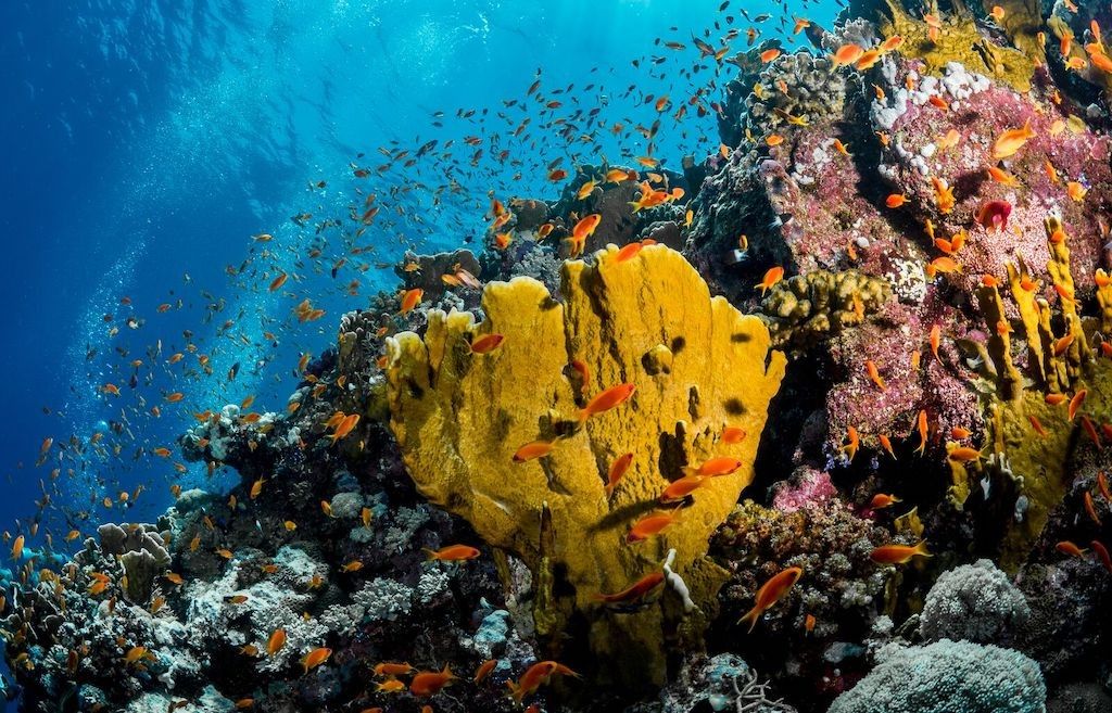 Red Sea update | John Pagano on sustainability | blooloop