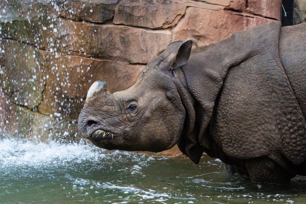 dan pearlman Group | Rhinoceros Pagoda | blooloop