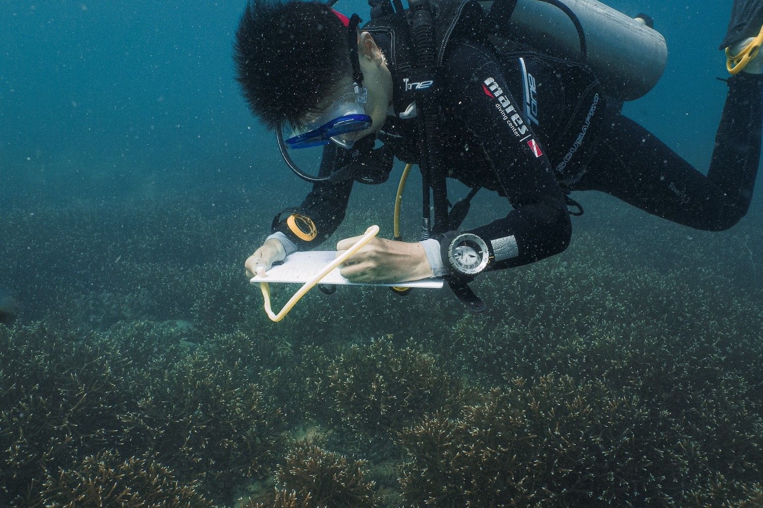 Merlin and Sea Life unveil marine conservation initiative | blooloop