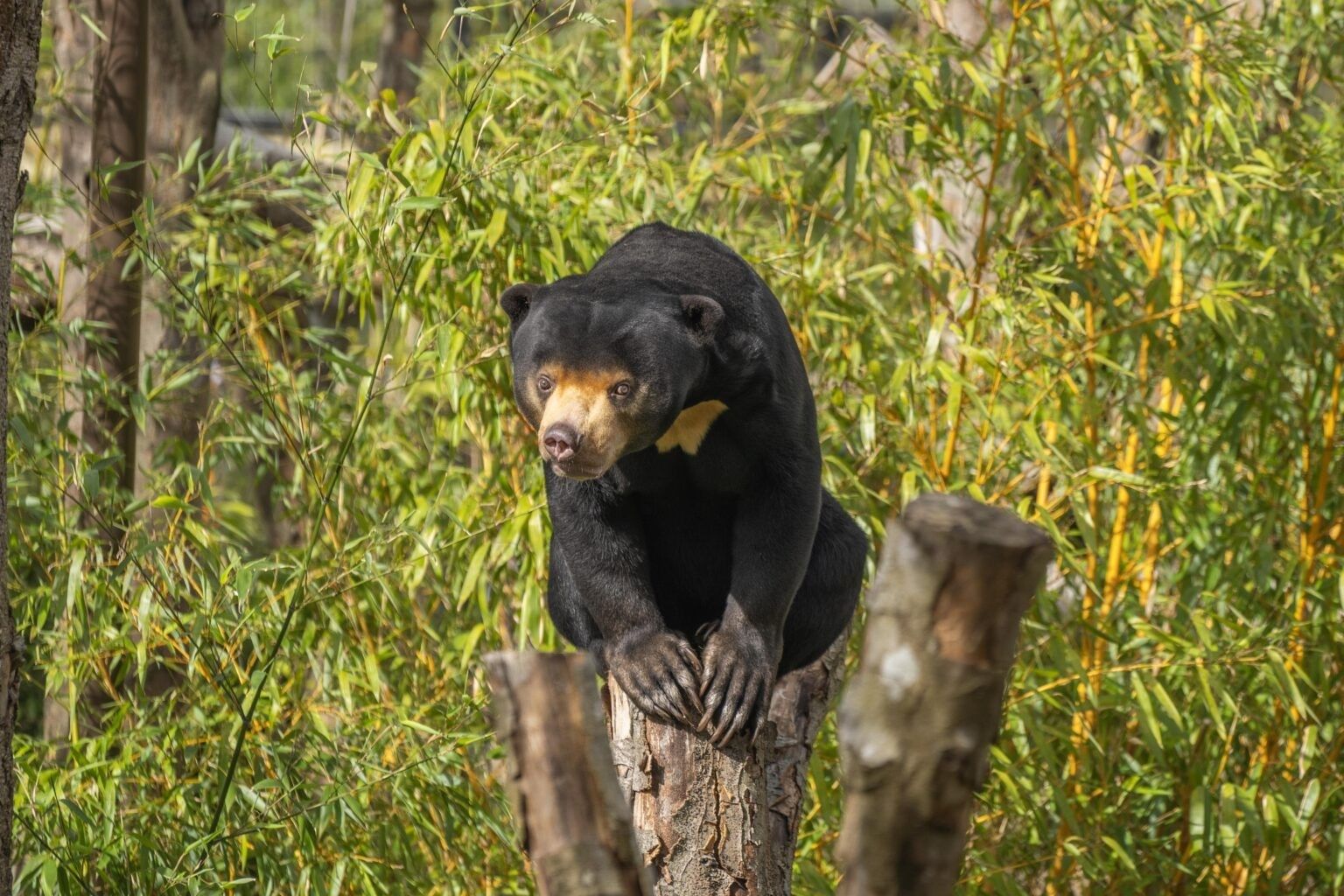 UK wildlife park shares video of sun bear amid debate | blooloop