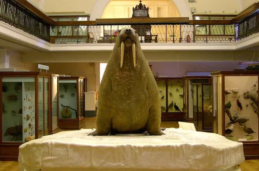 Horniman Museum | stuffed walrus off display until 2026 | blooloop