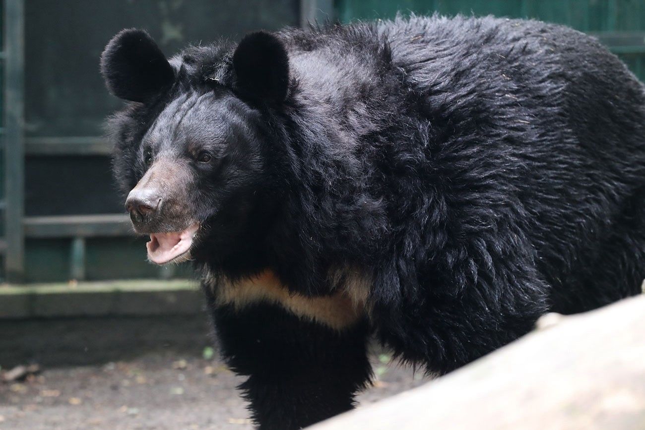 Refugee bear from Ukraine zoo arrives at new home | blooloop